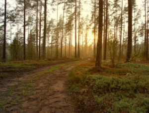 Top 5 National Park of Madhya Pradesh, India- Travel Guide for Madhya ...