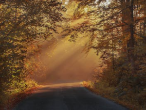 Top 5 National Park of Madhya Pradesh, India- Travel Guide for Madhya ...