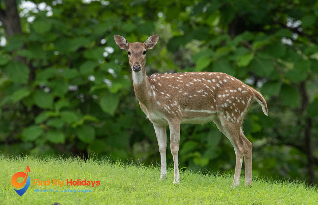 What is the Best Time to Visit Bandhavgarh National Park?