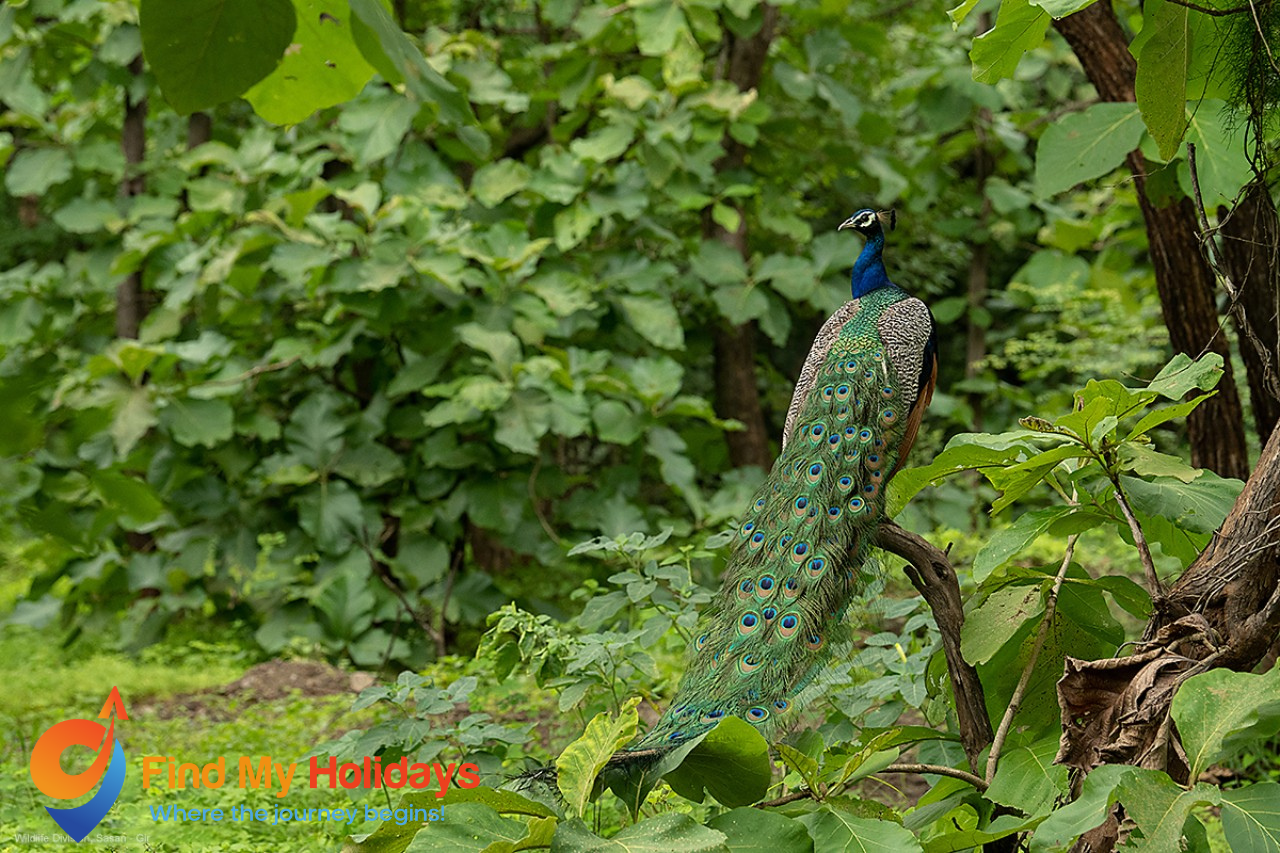 Where is Bandhavgarh National Park Situated/Located? - Travel Guide for ...